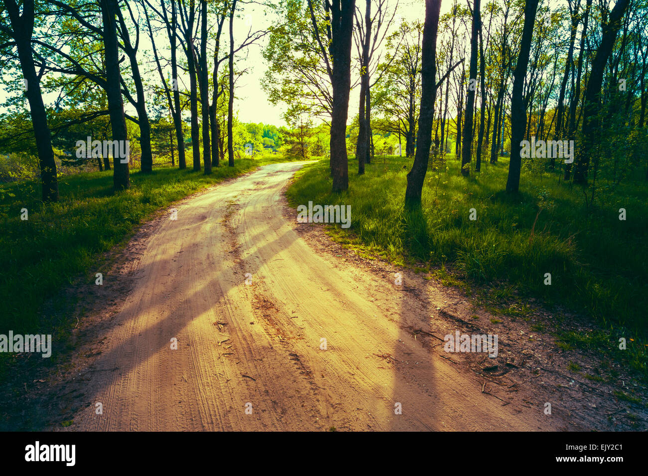 Beautiful Green Forest In Summer. Countryside Road, Path, Way, Lane ...