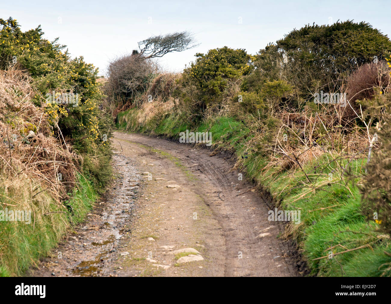 The Ding Dong Tin Mine Madron Cornwall England UK Stock Photo - Alamy