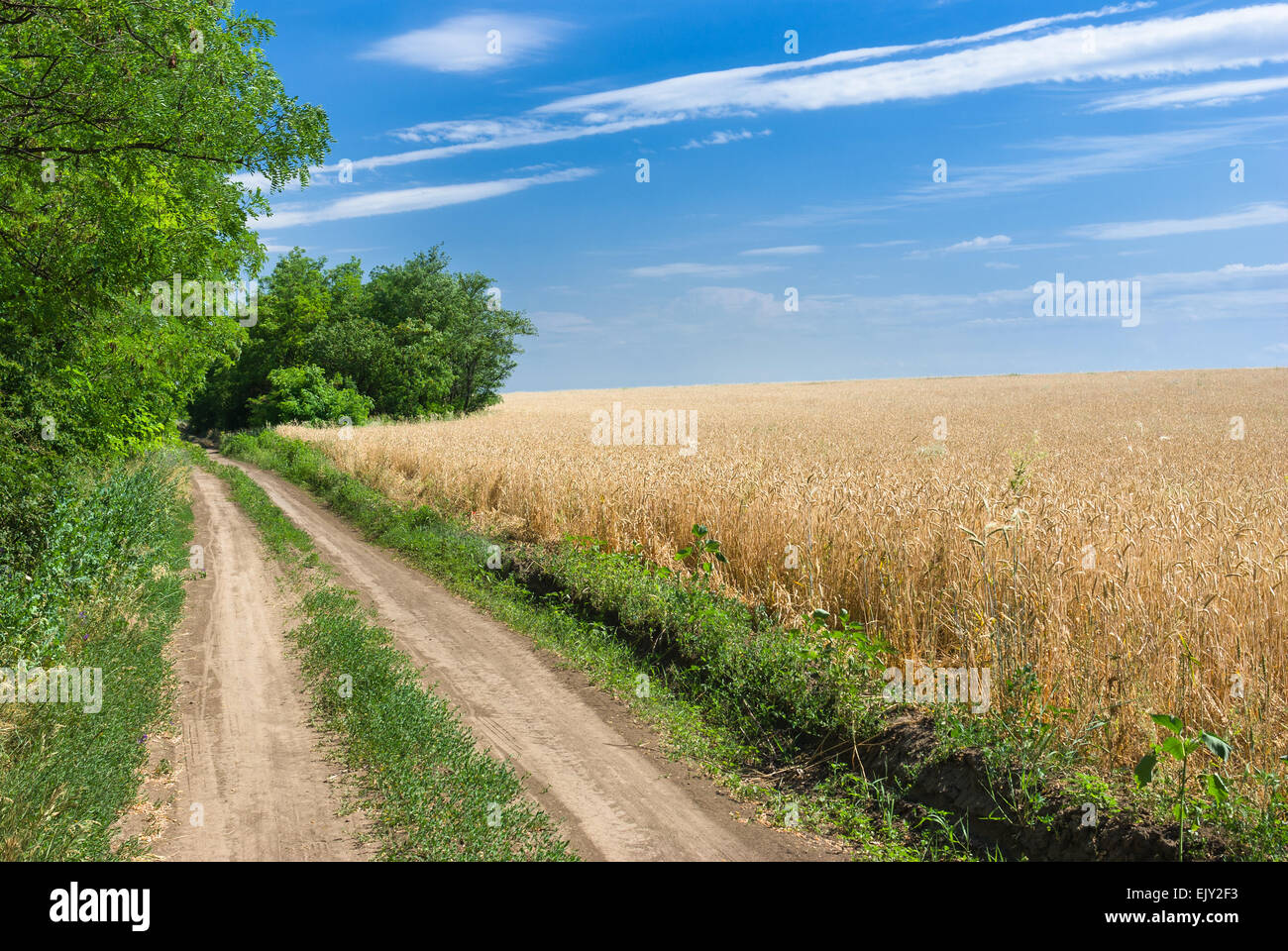 Country road beside corn field in Ukraine at summer season Stock Photo ...