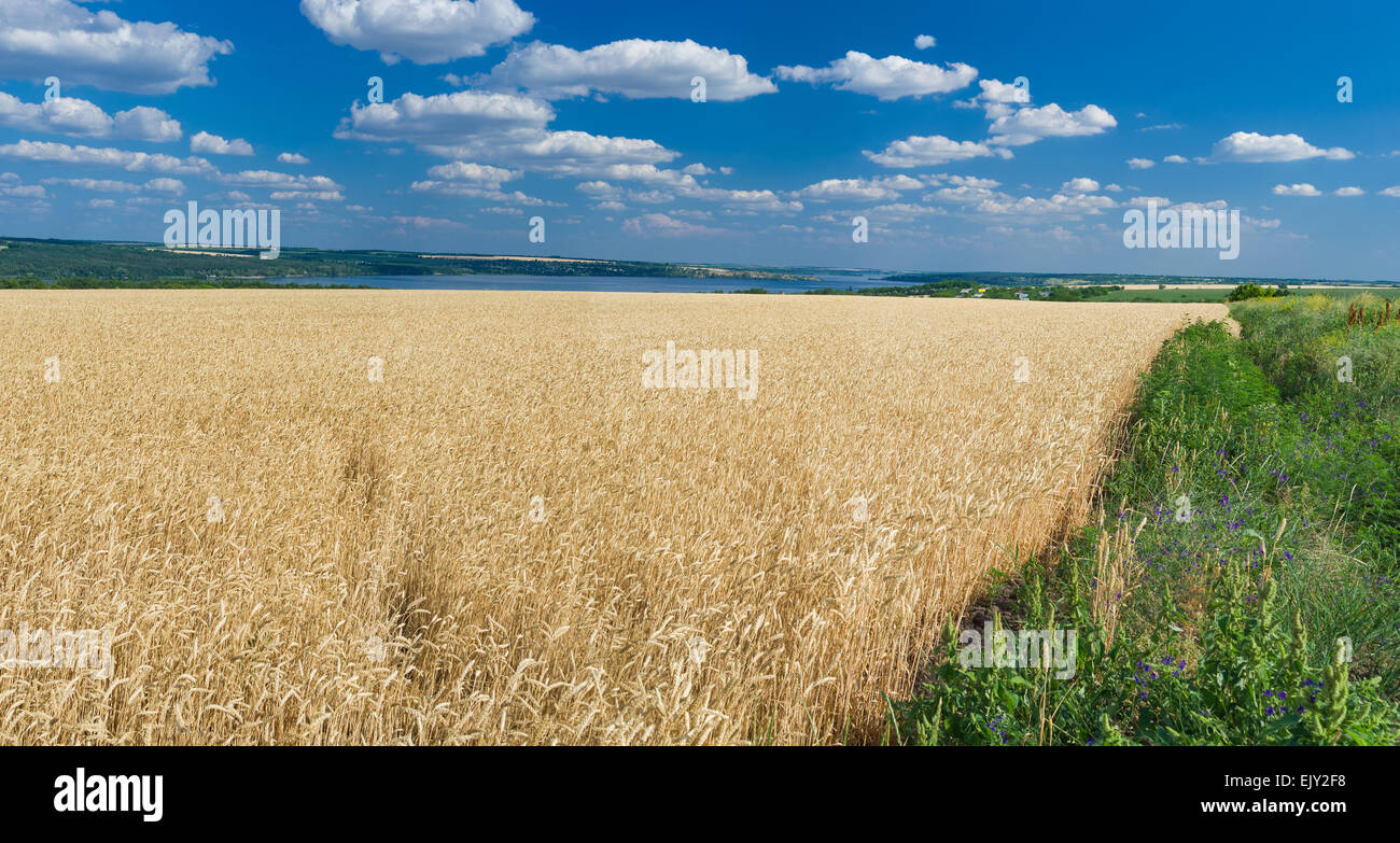 Ukrainian rural landscape wheat field hi-res stock photography and ...