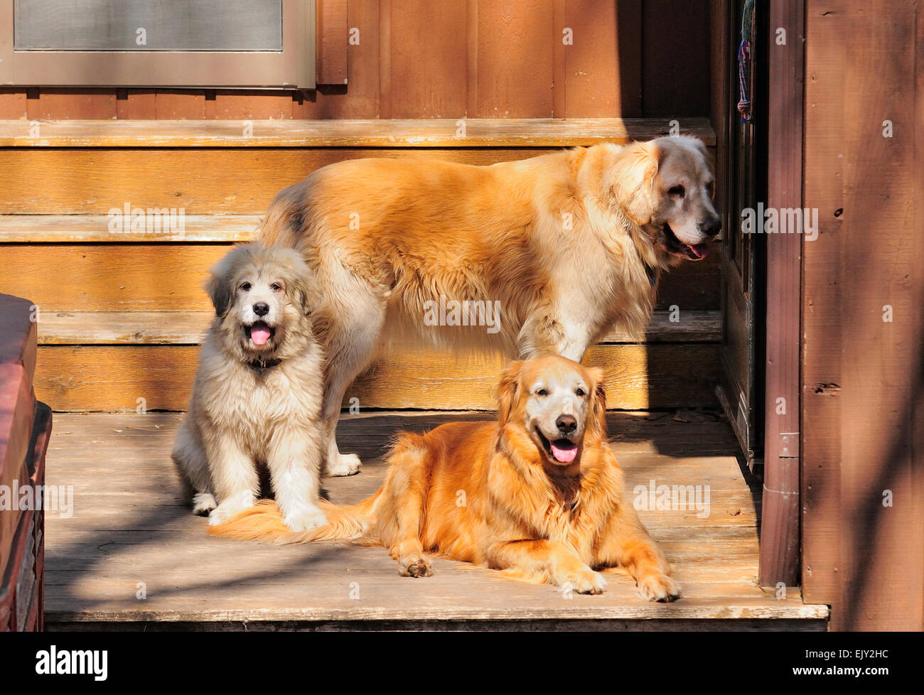Three Dogs on back porch waiting to get inside Stock Photo - Alamy