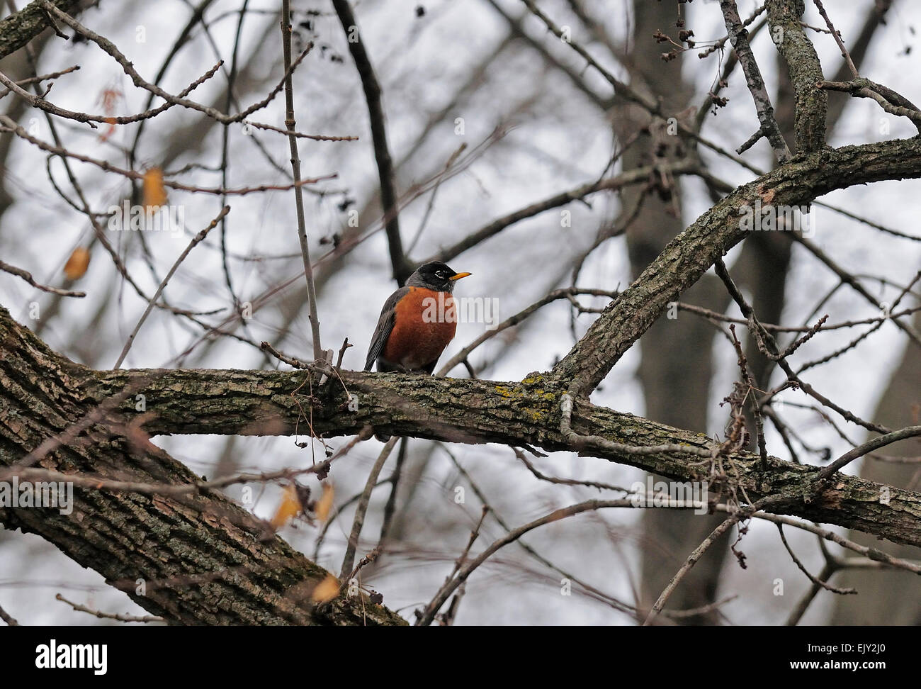 Spring Robin in tree Stock Photo - Alamy
