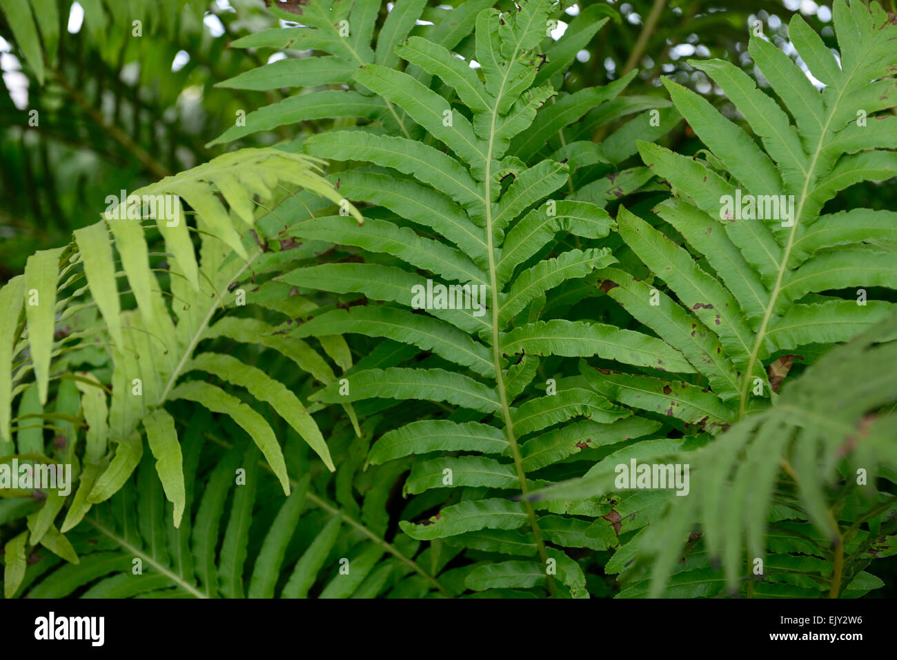 Hard fern hi-res stock photography and images - Alamy