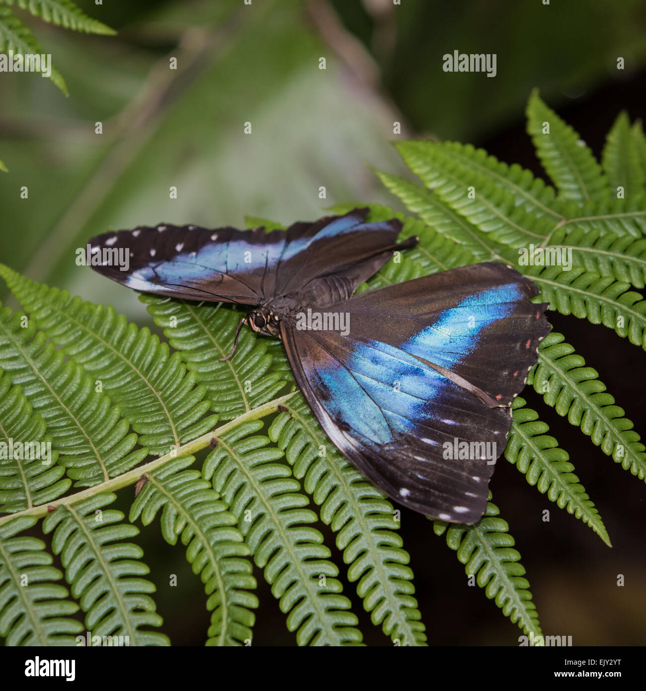 Achilles Morpho Butterfly , Wings Out on a Leaf Stock Photo - Alamy