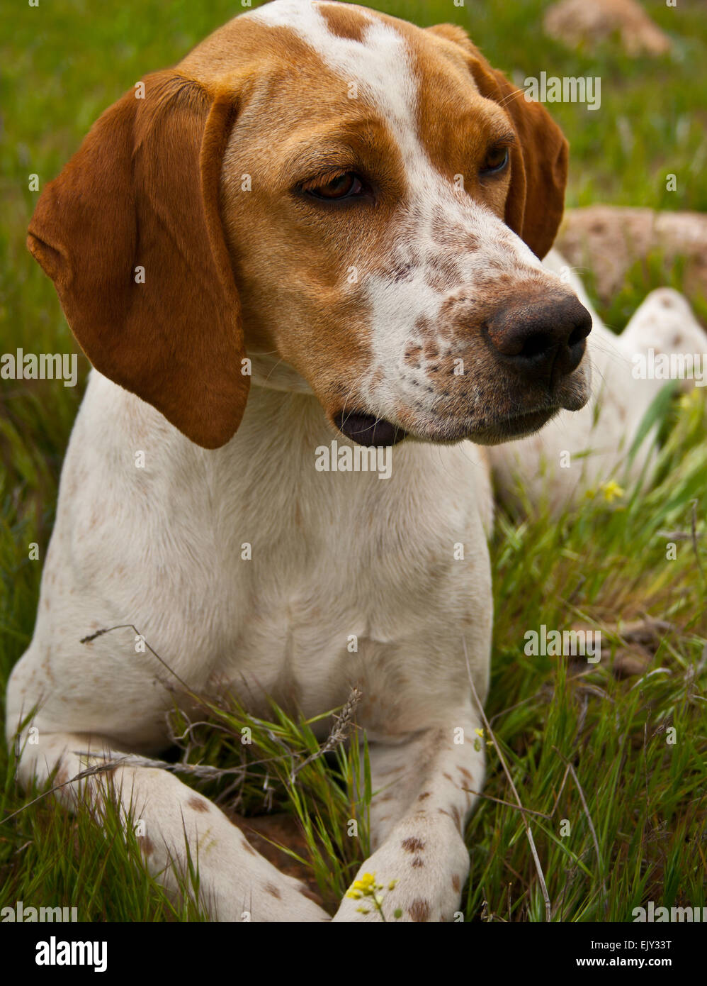 Thinking dog, White and brown dog thinking Stock Photo - Alamy
