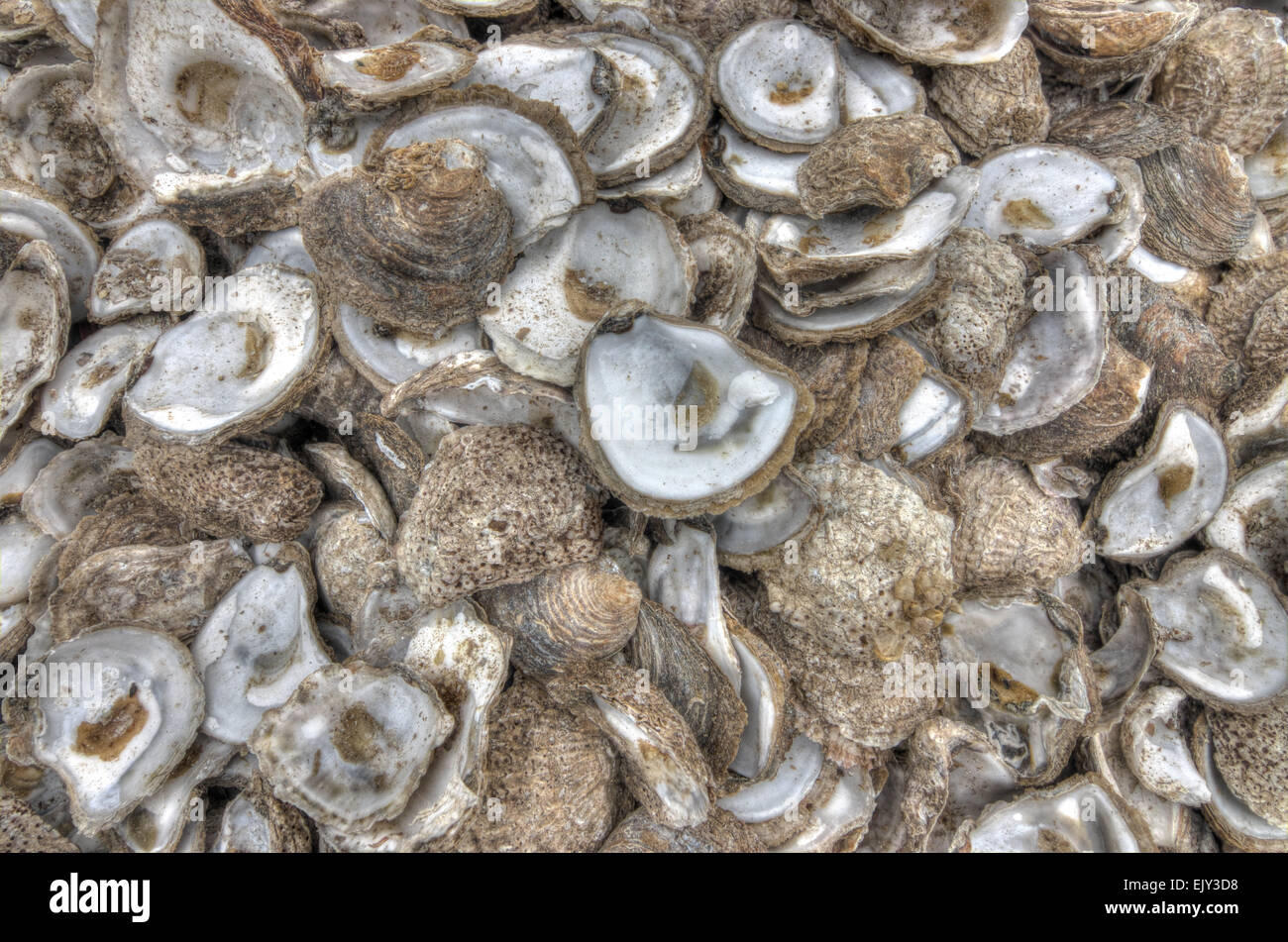 oyster shells whitstable kent Stock Photo - Alamy