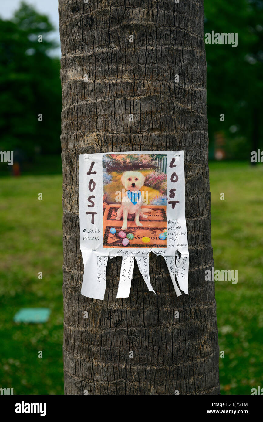 Missing lost pet hi-res stock photography and images - Alamy