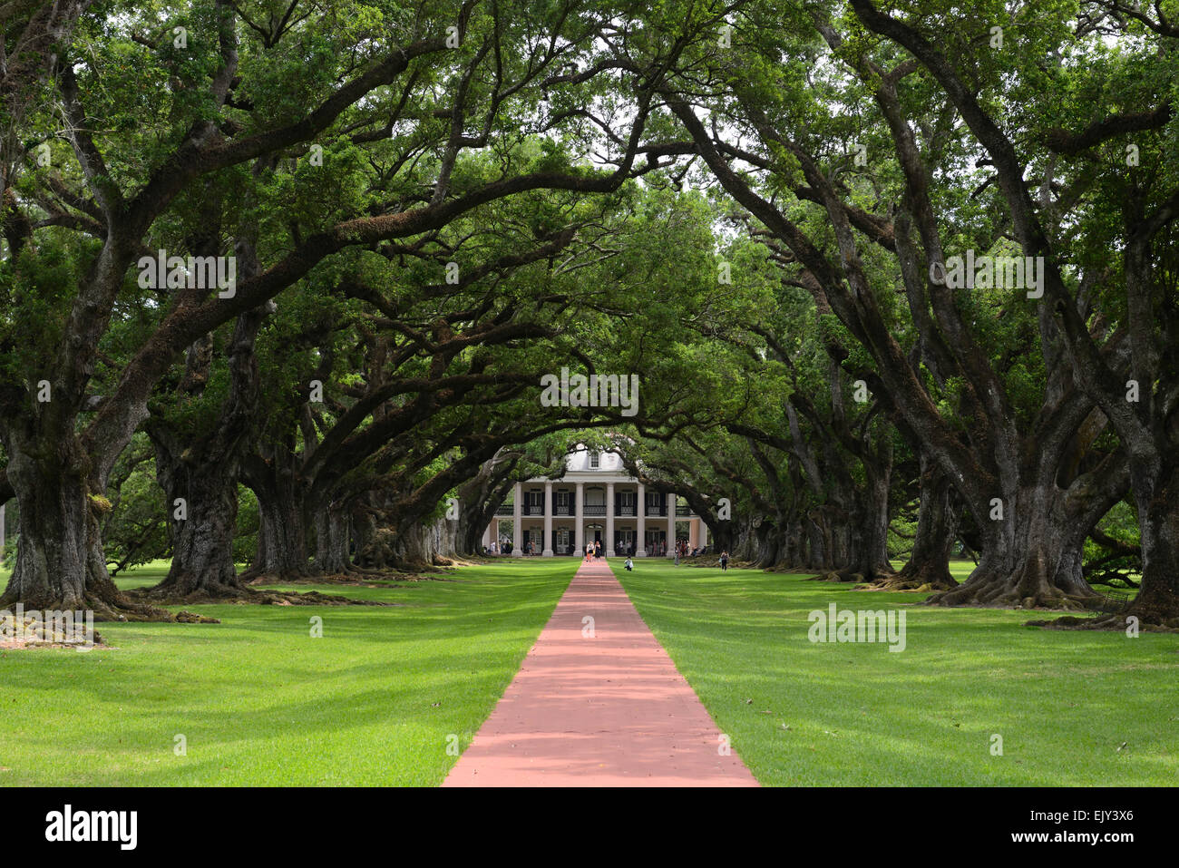 Oak Alley Sugarcane Plantation Virginia Live Oak trees oaks old ancient ...