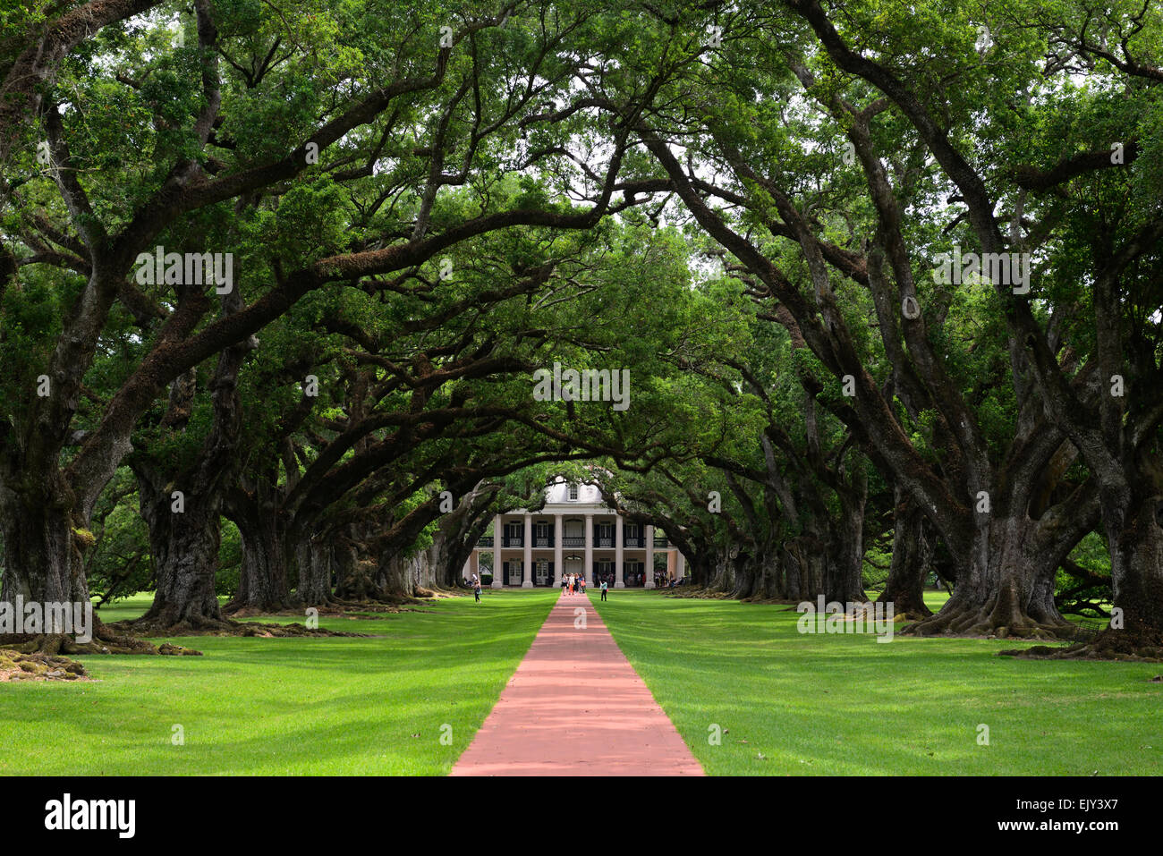 Oak Alley Sugarcane Plantation Virginia Live Oak trees oaks old ancient ...