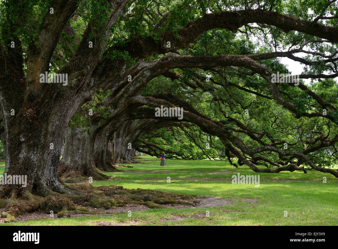 Oak Alley Sugarcane Plantation Virginia Live Oak trees oaks old ancient ...
