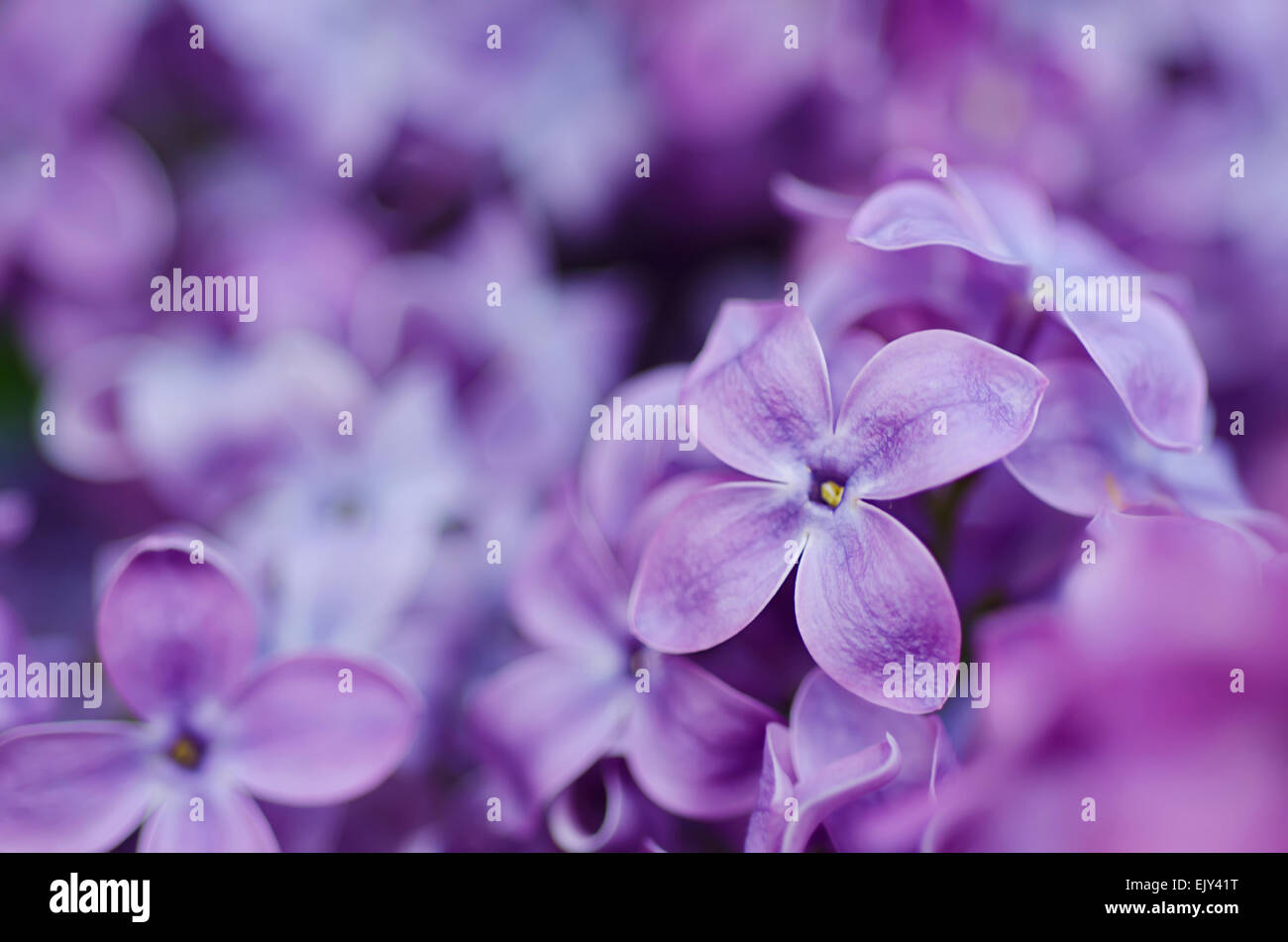 Lilac flowers background Stock Photo - Alamy