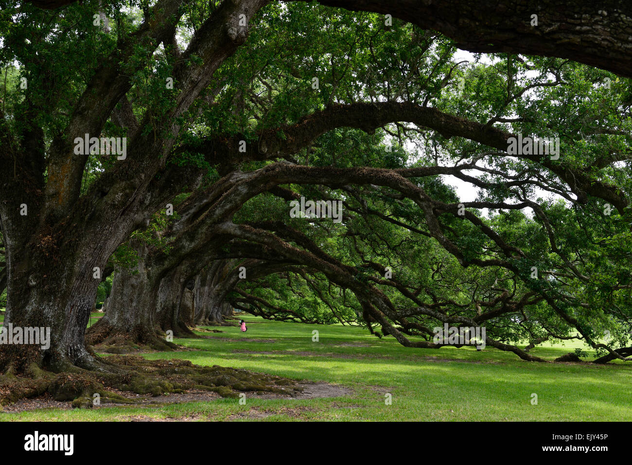 Oak Alley Sugarcane Plantation Virginia Live Oak trees oaks old ancient ...