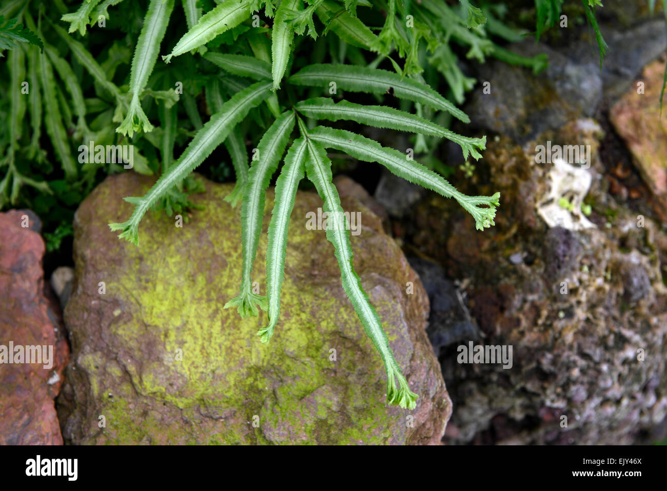 pteris cretica mayii ferns variegated leaf leaves Closeup Selective ...