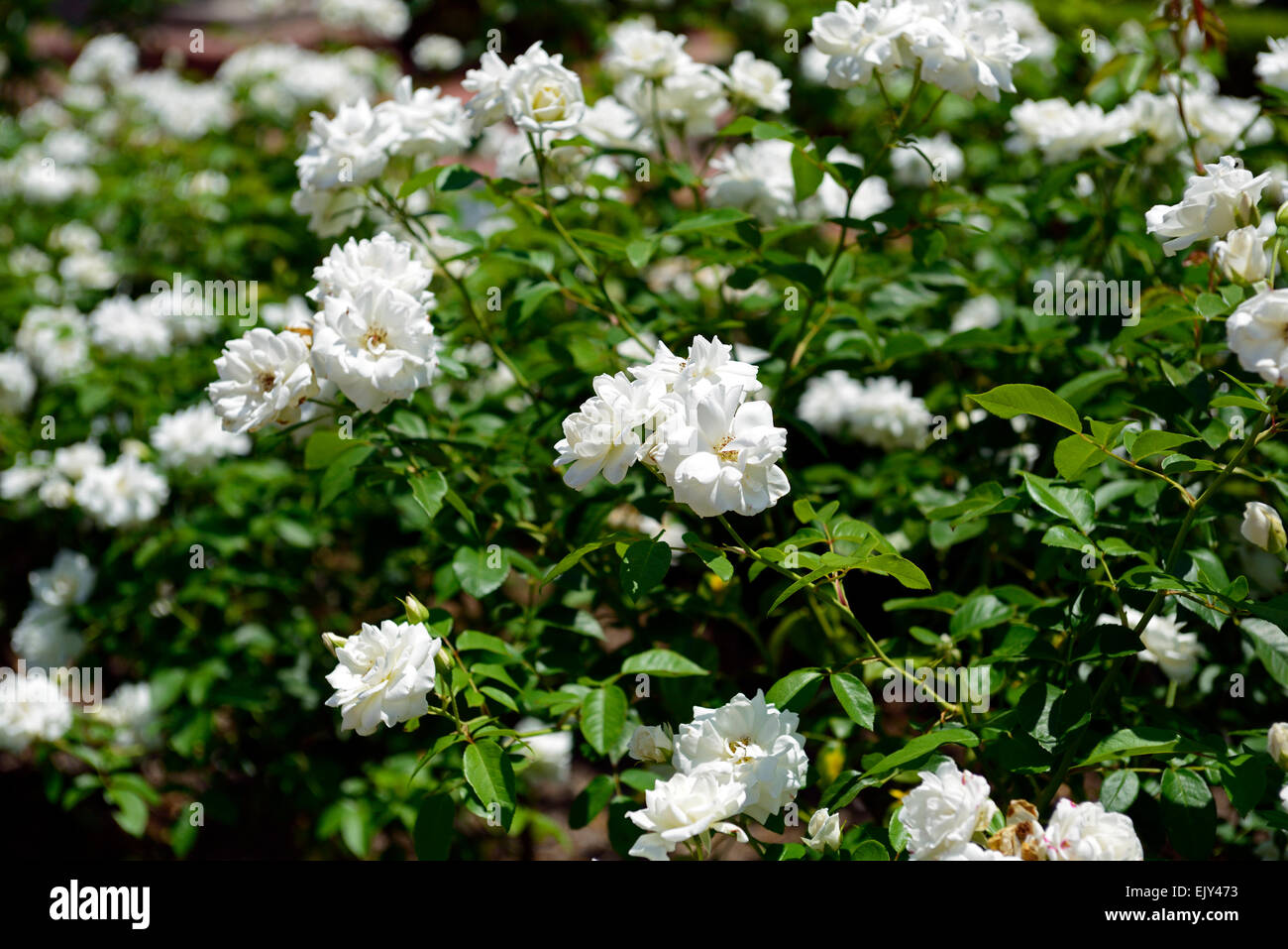 rosa iceberg korbin syn rosa iceberg rose roses white shrubs flowers ...