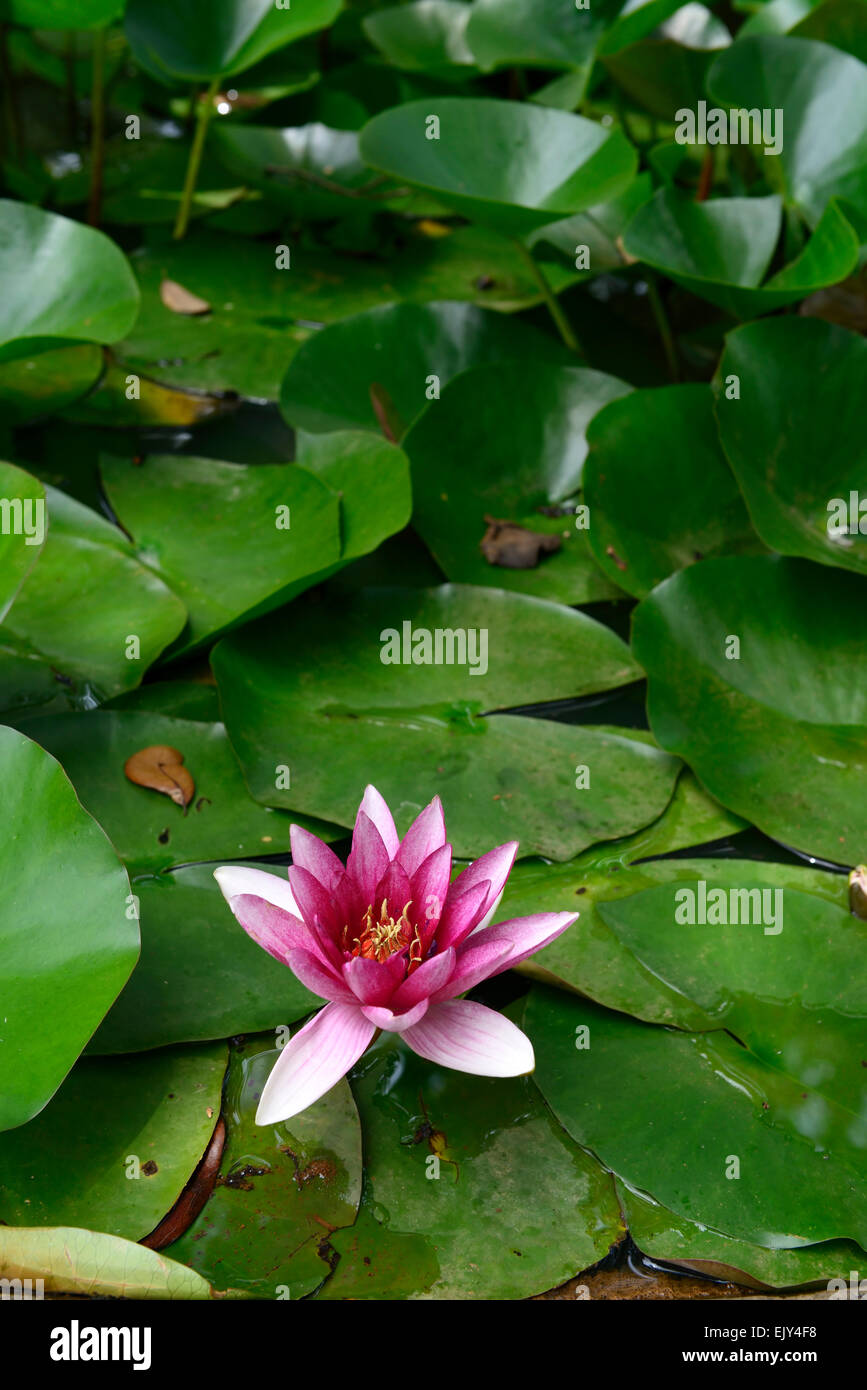 pink water lily nymphaea single flower one lilies pond tropical exotic ...