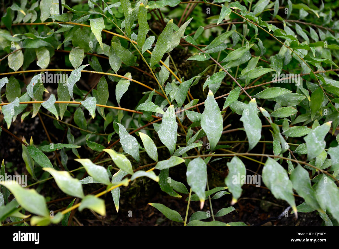 zamia fischeri cycad green fronds leaves foliage evergreen tropical ...