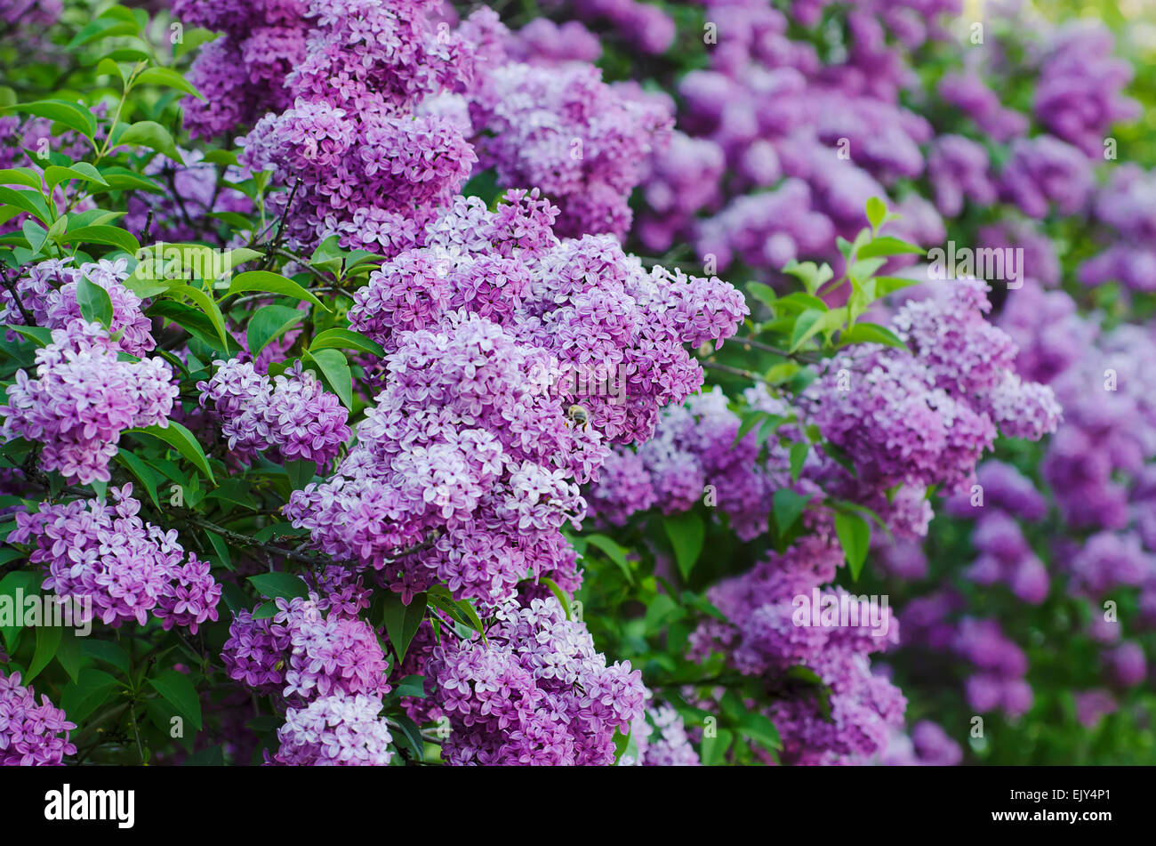 Spring lilac flowers Stock Photo - Alamy