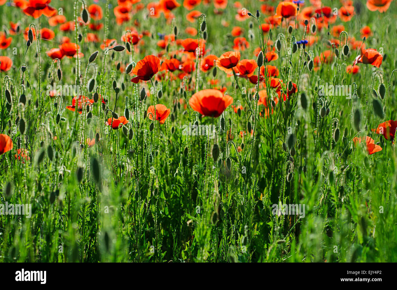 Poppy in a field Stock Photo - Alamy