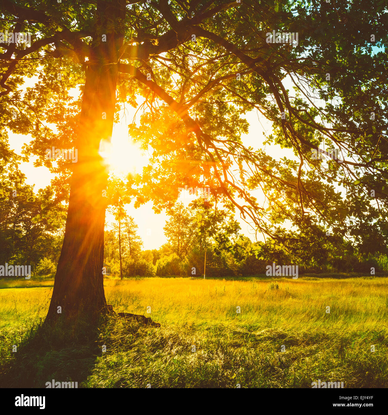 Summer Sunny Forest Trees And Green Grass. Nature Wood Sunlight ...