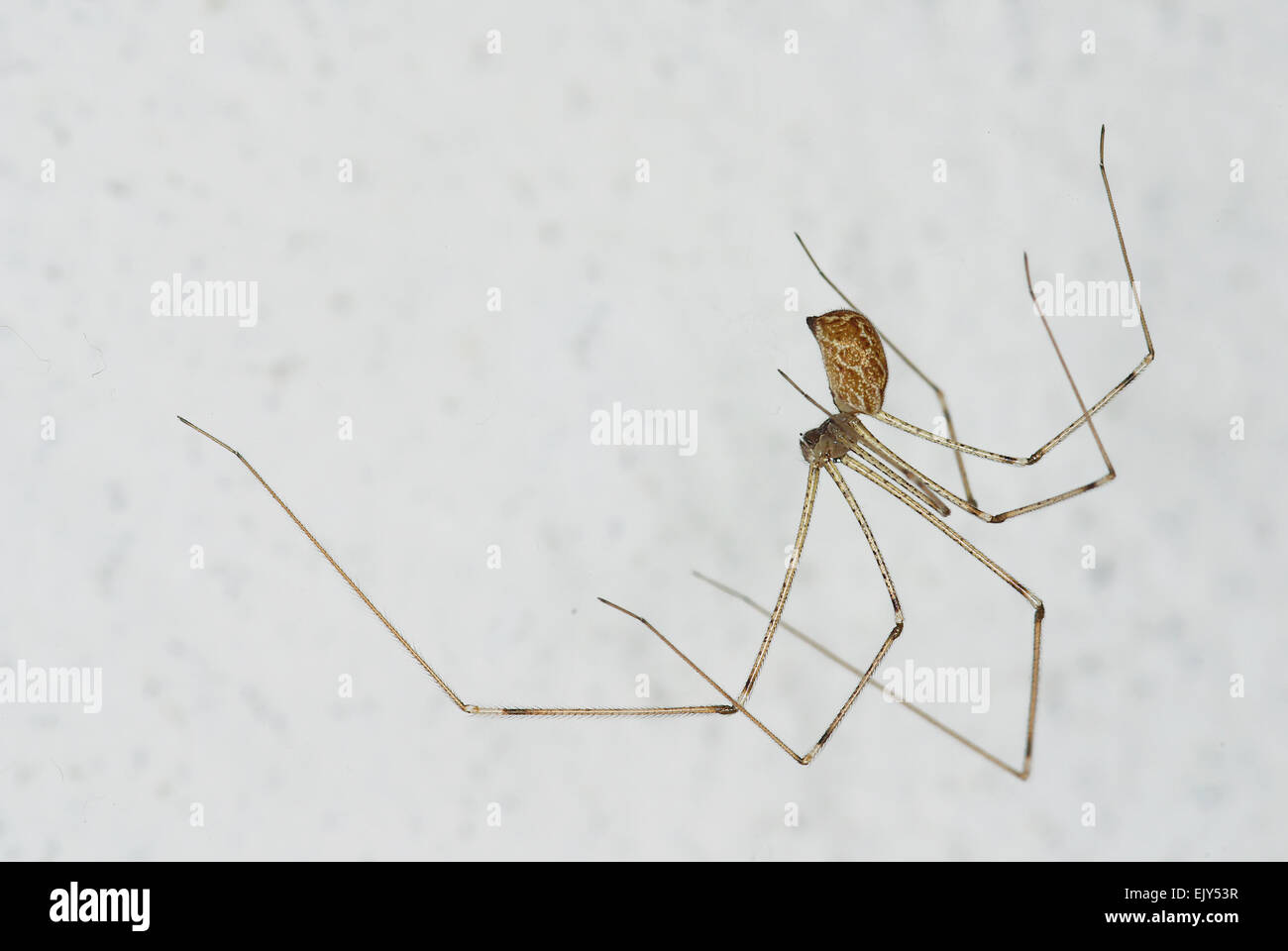 Pholcus sp., a common house spider Stock Photo - Alamy