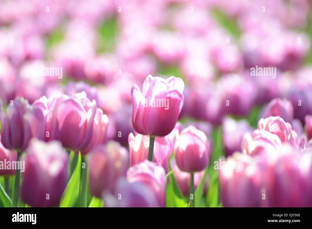 Flowerbed flowering tulips spring sunny day. May Stock Photo - Alamy