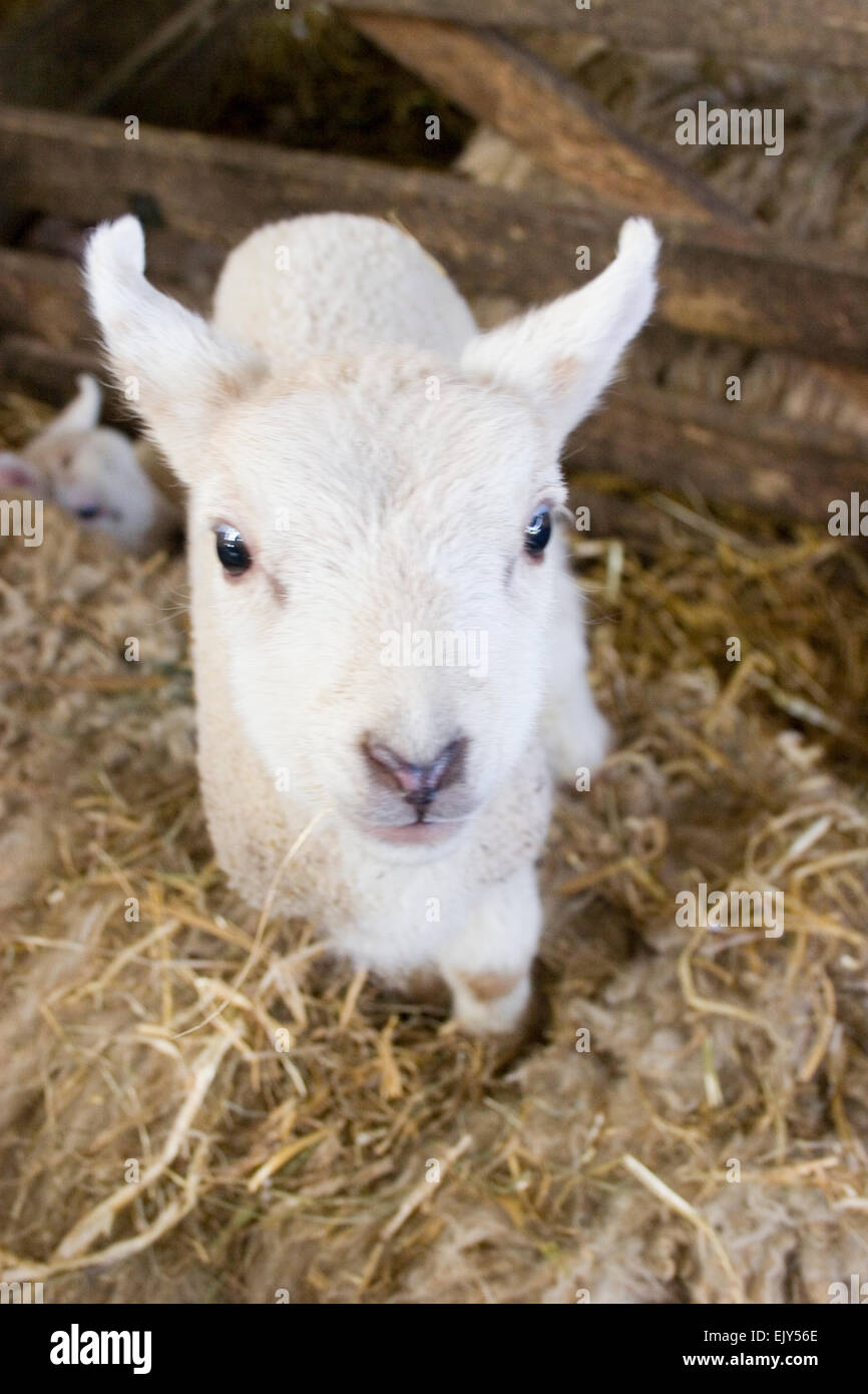 Lamb spring cute farming Stock Photo - Alamy
