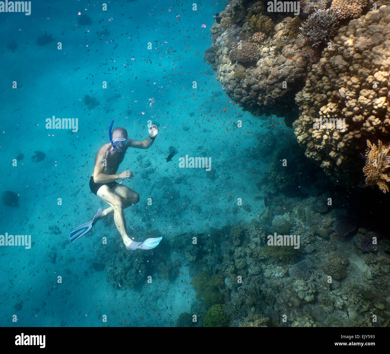 Skindiver with coral Stock Photo - Alamy