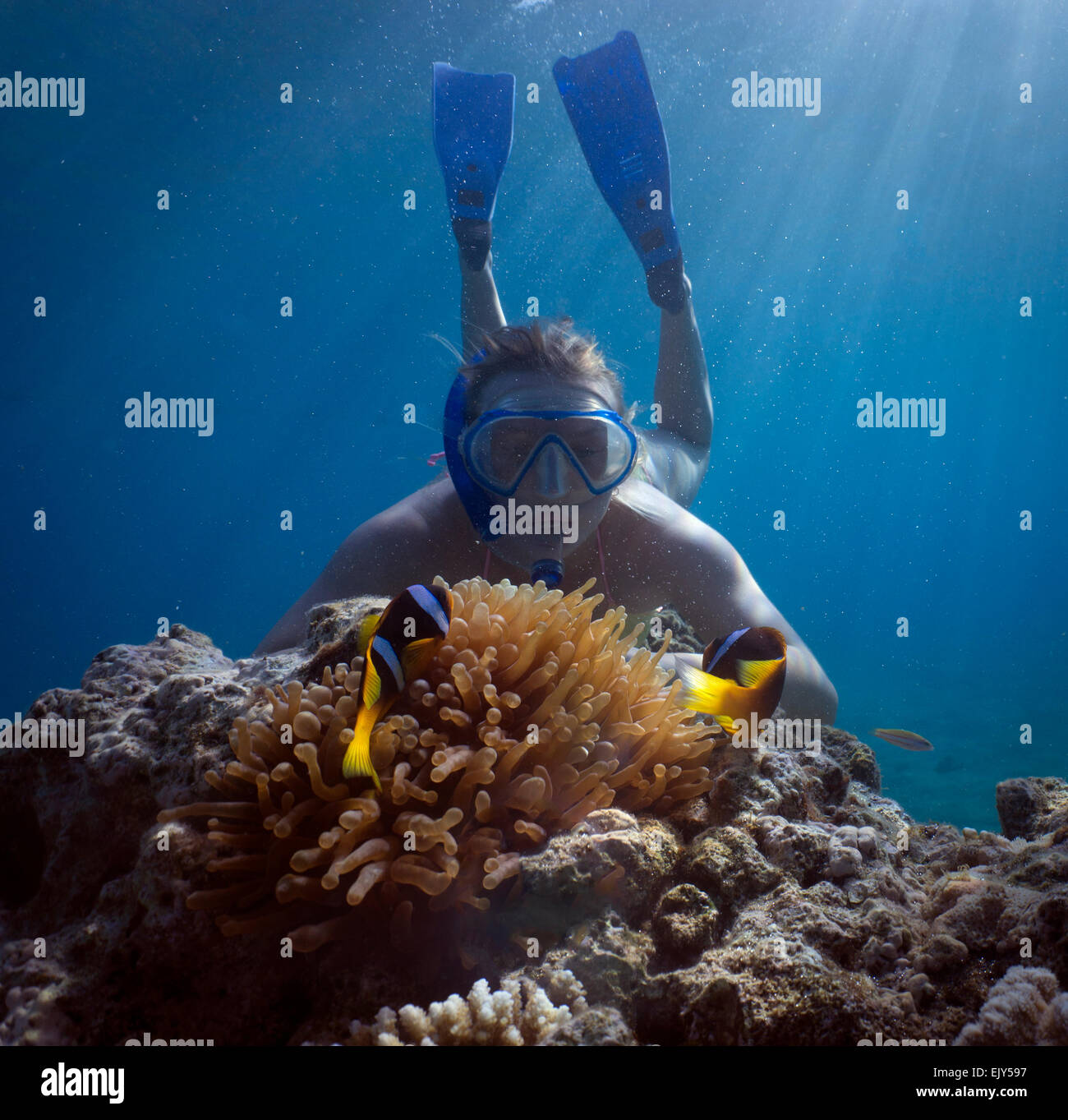 Skin diver looking at anemones and Nemo fish Stock Photo - Alamy