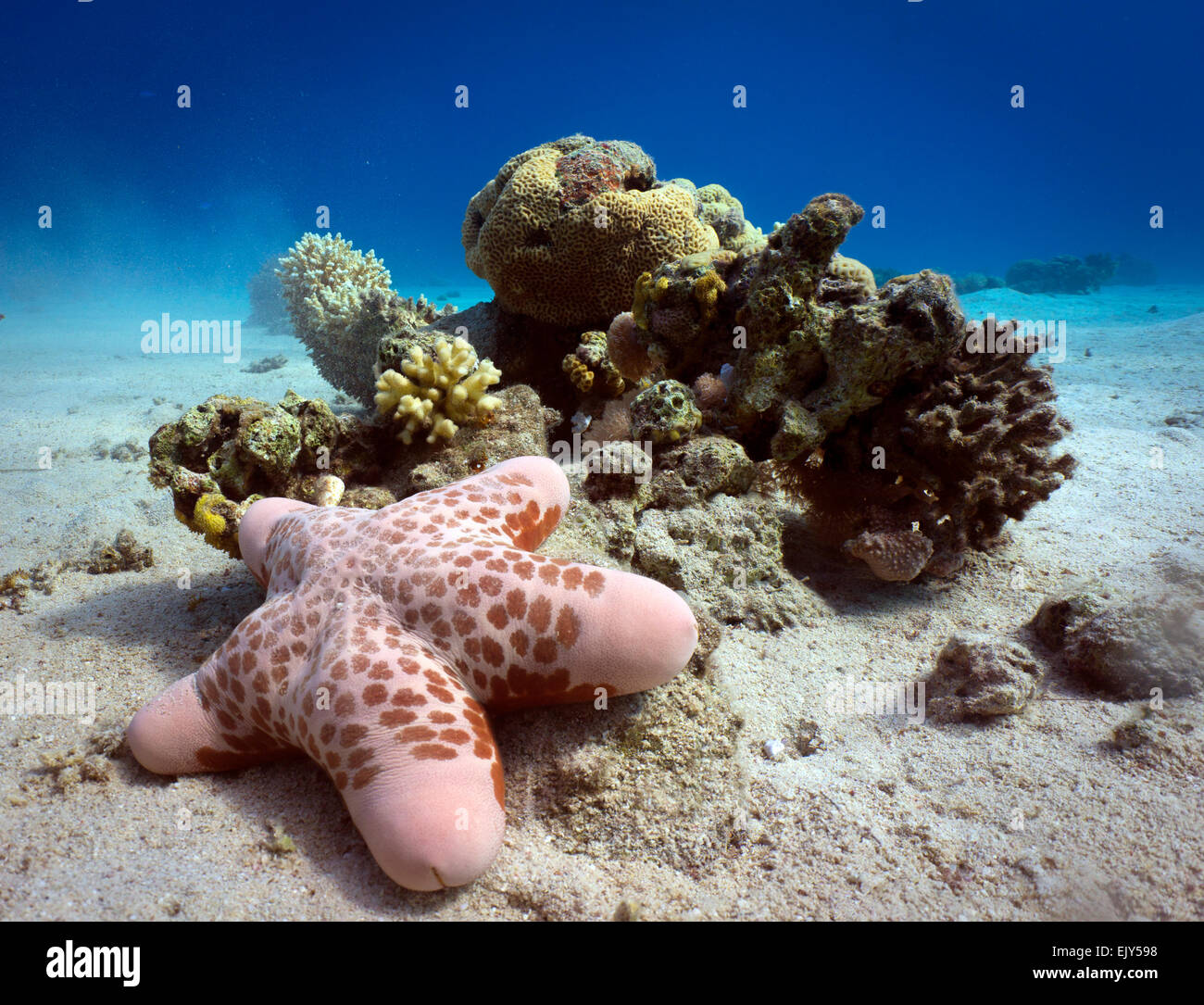 Funny starfish hi-res stock photography and images - Alamy