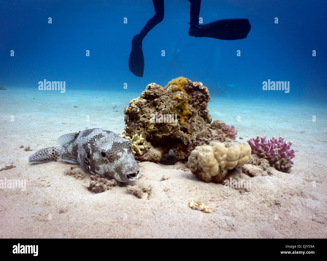 Under water image of strange fish and part of a diver Stock Photo - Alamy