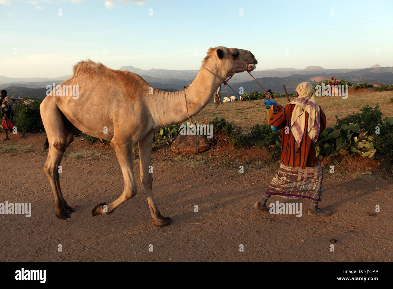 Somali camel hi-res stock photography and images - Alamy