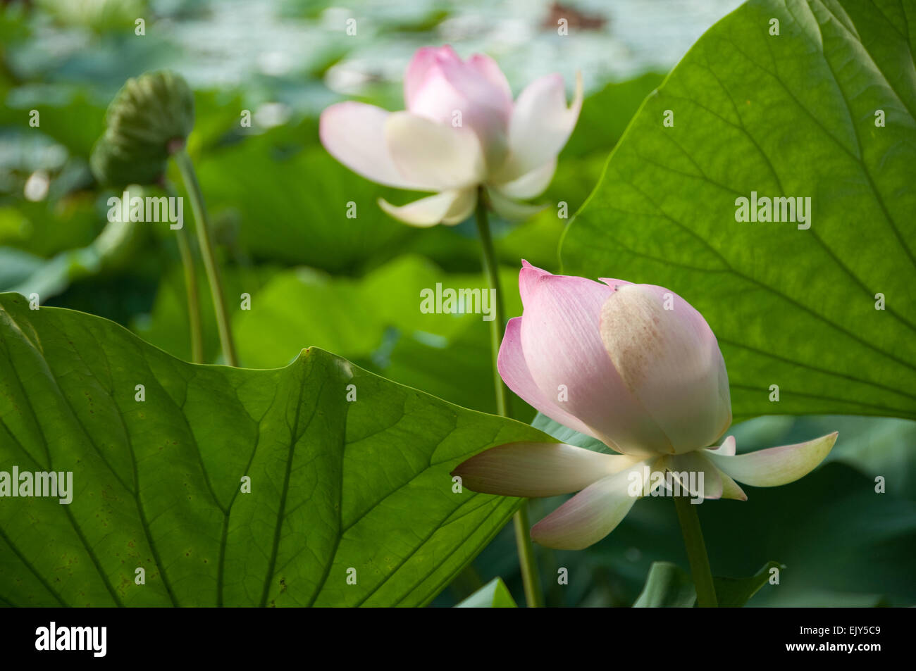 Lotus (nelumbo nucifera) flowers and fruits Stock Photo - Alamy