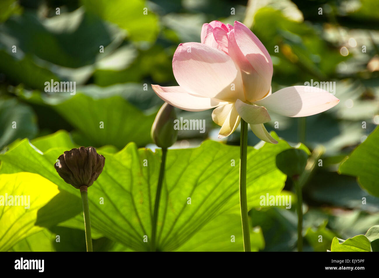 Lotus (nelumbo nucifera) flower, bud and fruits Stock Photo - Alamy