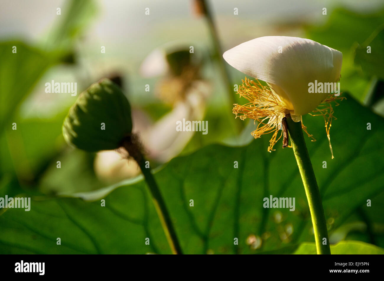 Lotus (nelumbo nucifera) flower without petals and fruit Stock Photo ...