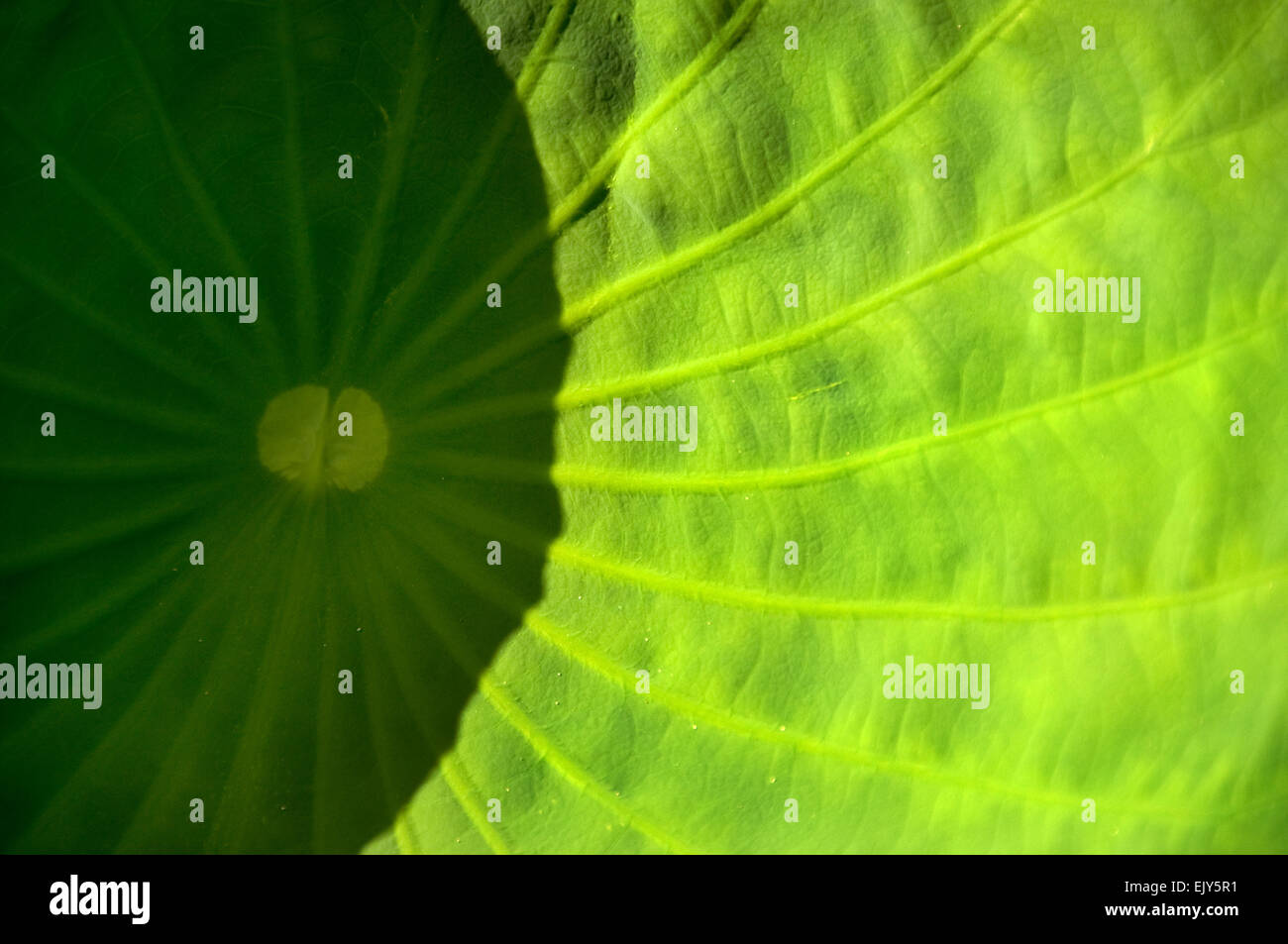 Detail of a lotus (nelumbo nucifera) leaf Stock Photo - Alamy