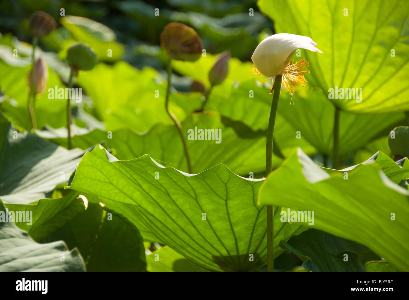 Lotus (nelumbo nucifera) flower without petals, fruits and leaves Stock ...