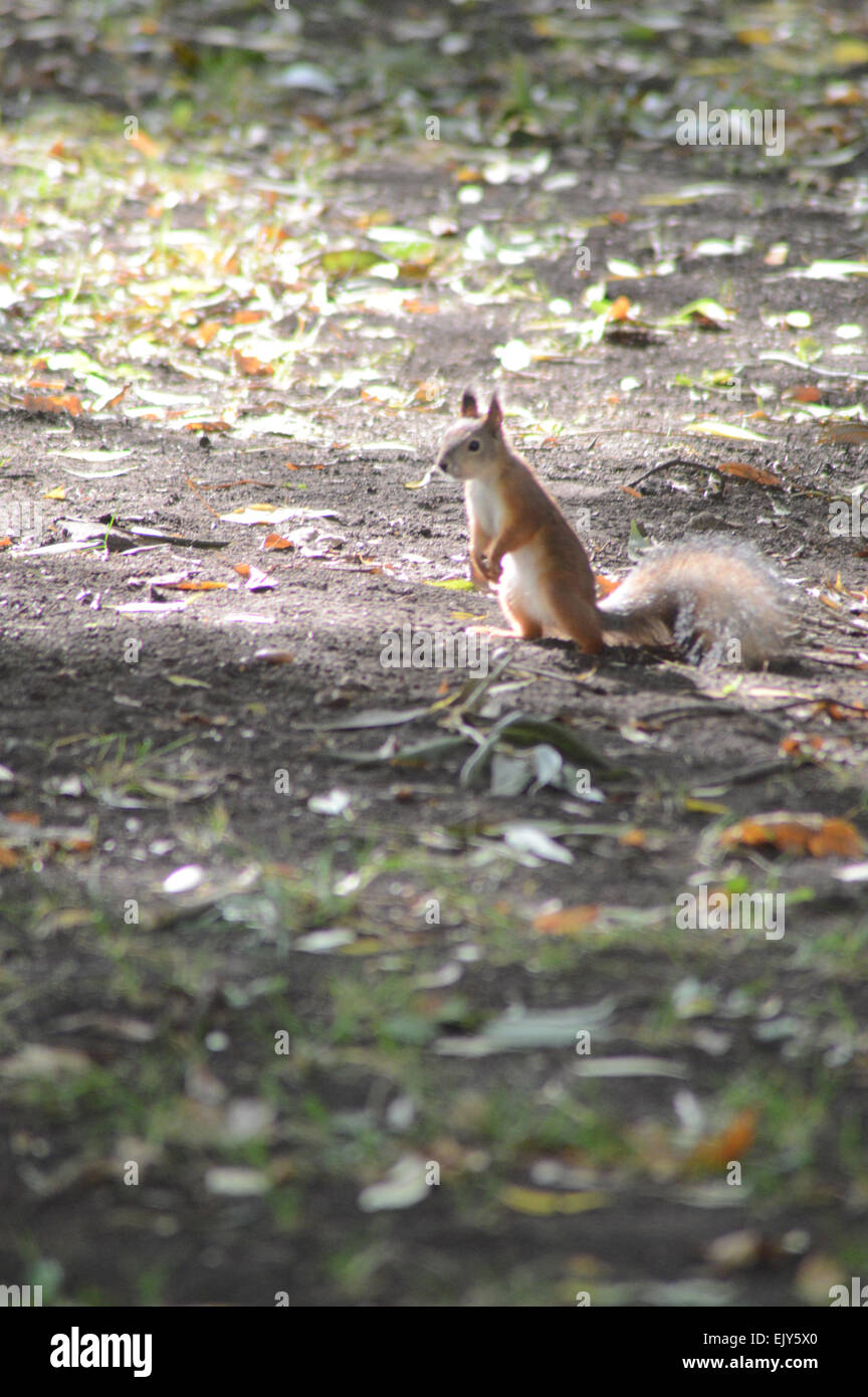 Ordinary squirrel, bushy tail Stock Photo - Alamy