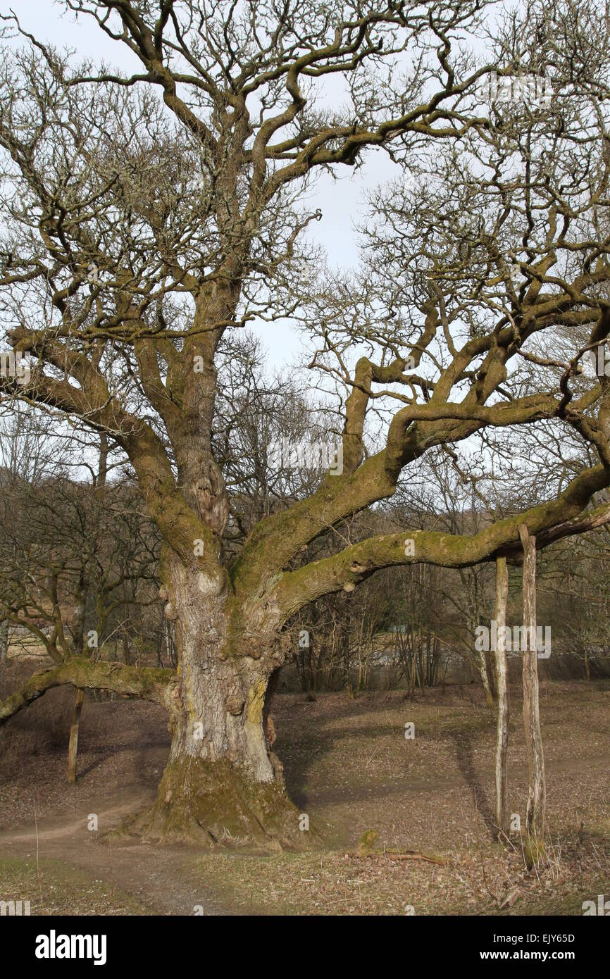 Birnam Wood Oak Tree High Resolution Stock Photography and Images - Alamy