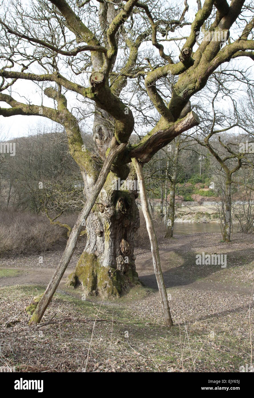 Birnam wood hi-res stock photography and images - Alamy