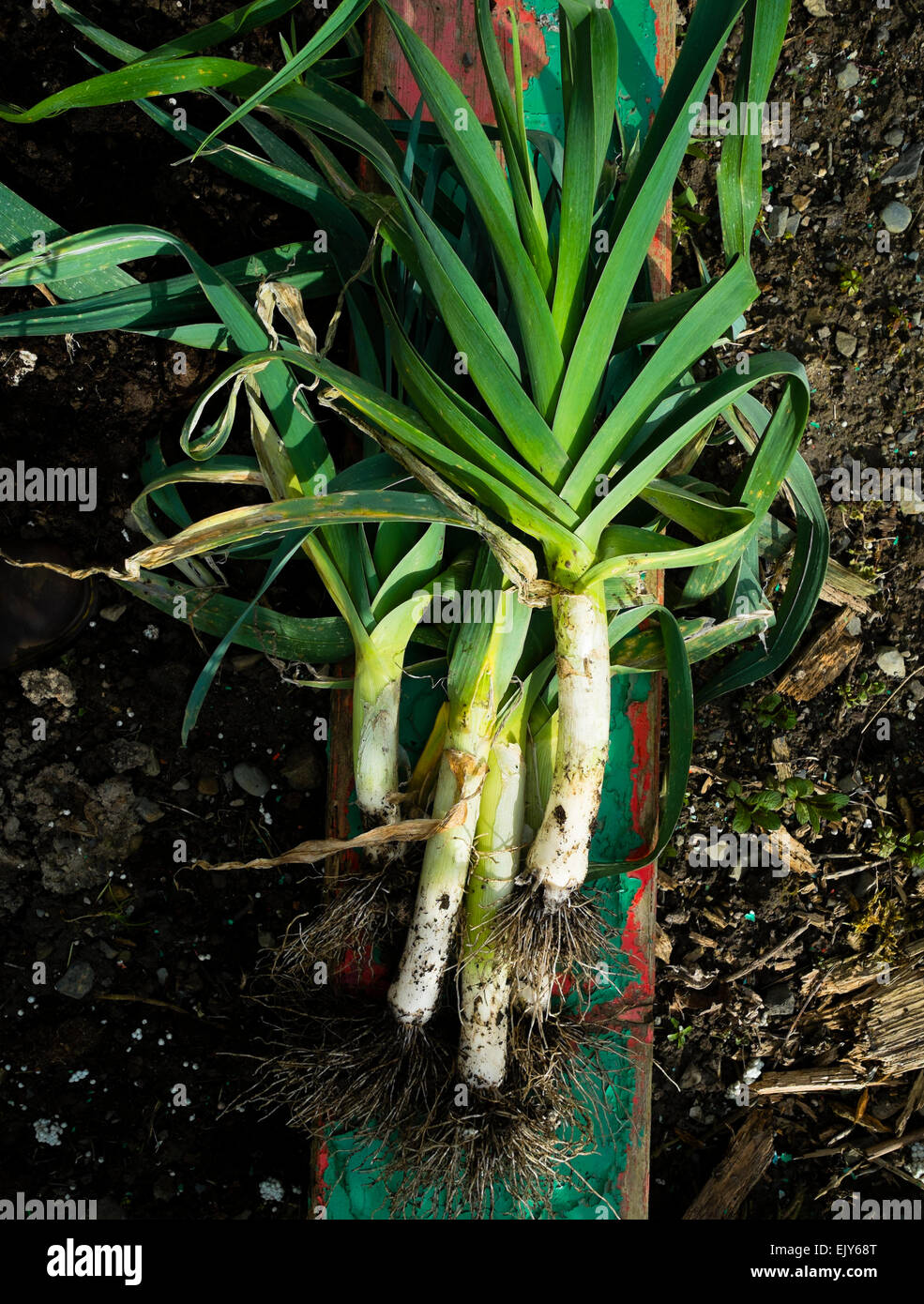 Early spring: fresh vegetables - leeks - grown on an allotment garden ...