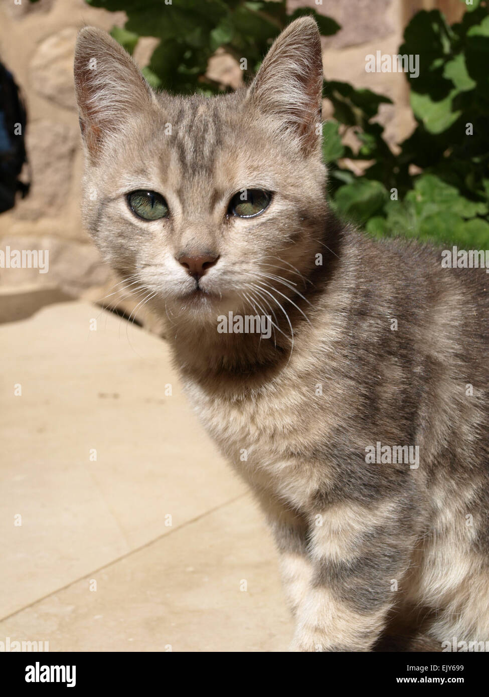 Hurt cat hi-res stock photography and images - Alamy