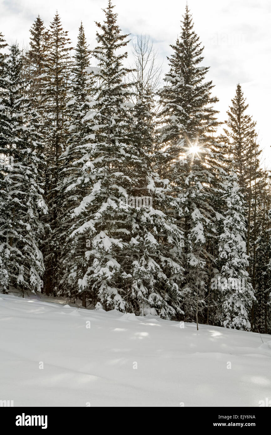 Snow-covered pine trees and sunburst, Santa Fe National Forest, near ...
