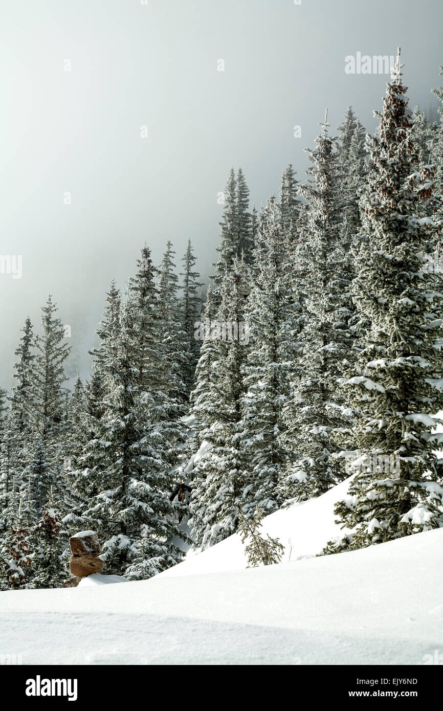 Snow covered pine trees fog ravens hi-res stock photography and images ...