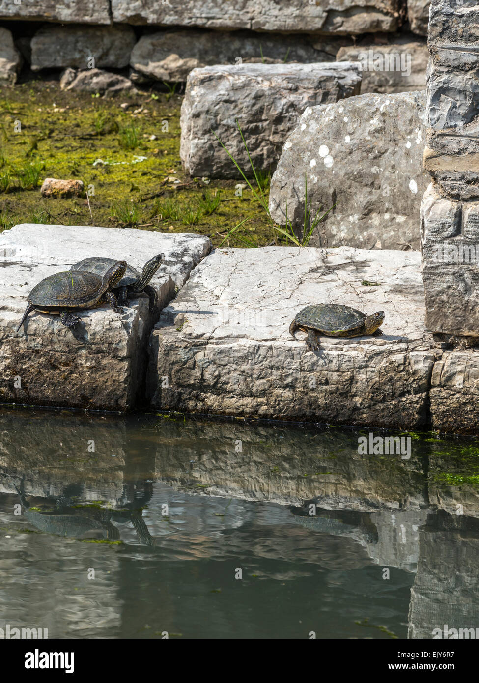 European pond terrapins, or pond turtles, (Emys orbicularis), at the ...