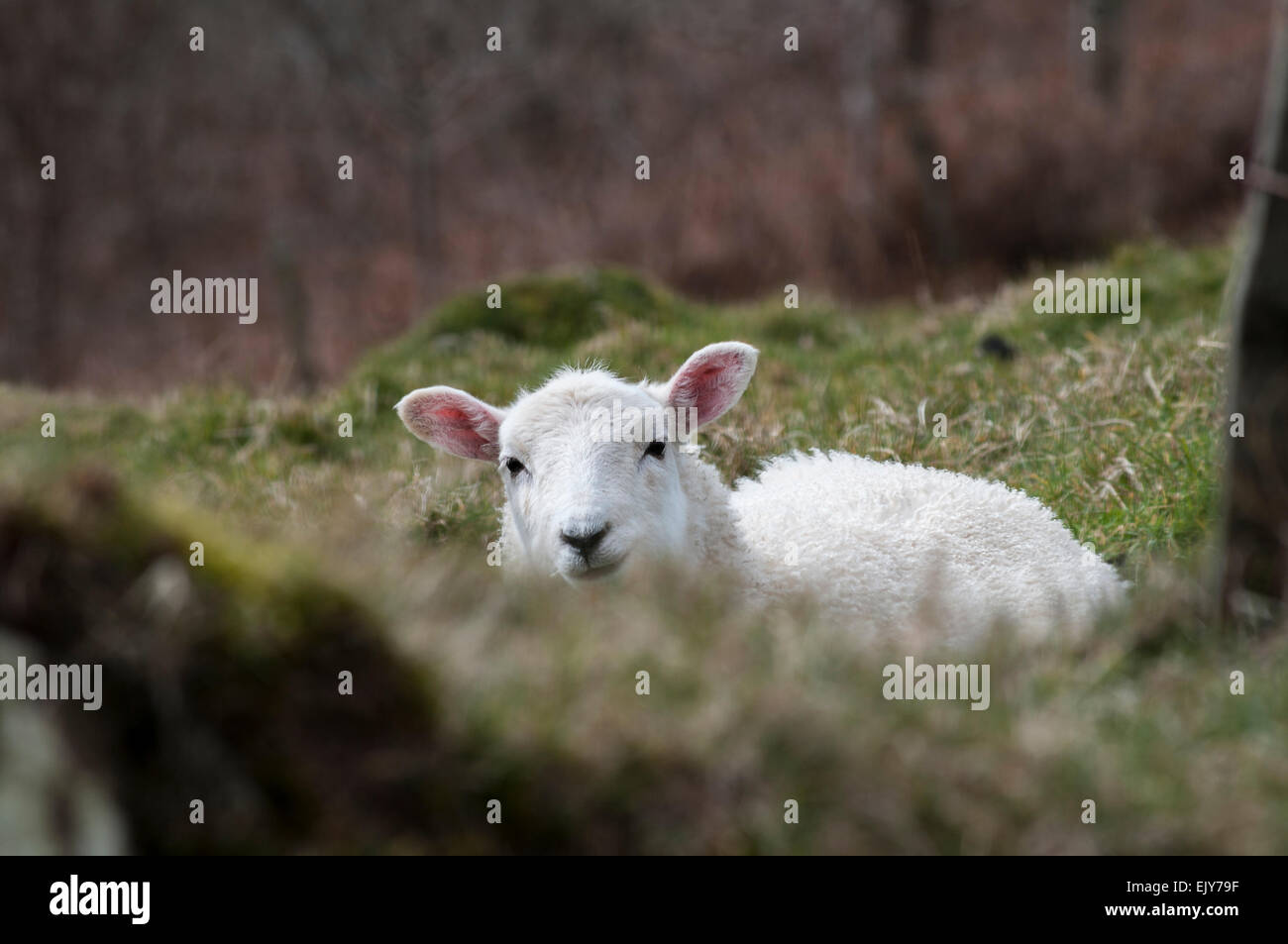 Lamb look over grassy bank towards camera Stock Photo - Alamy