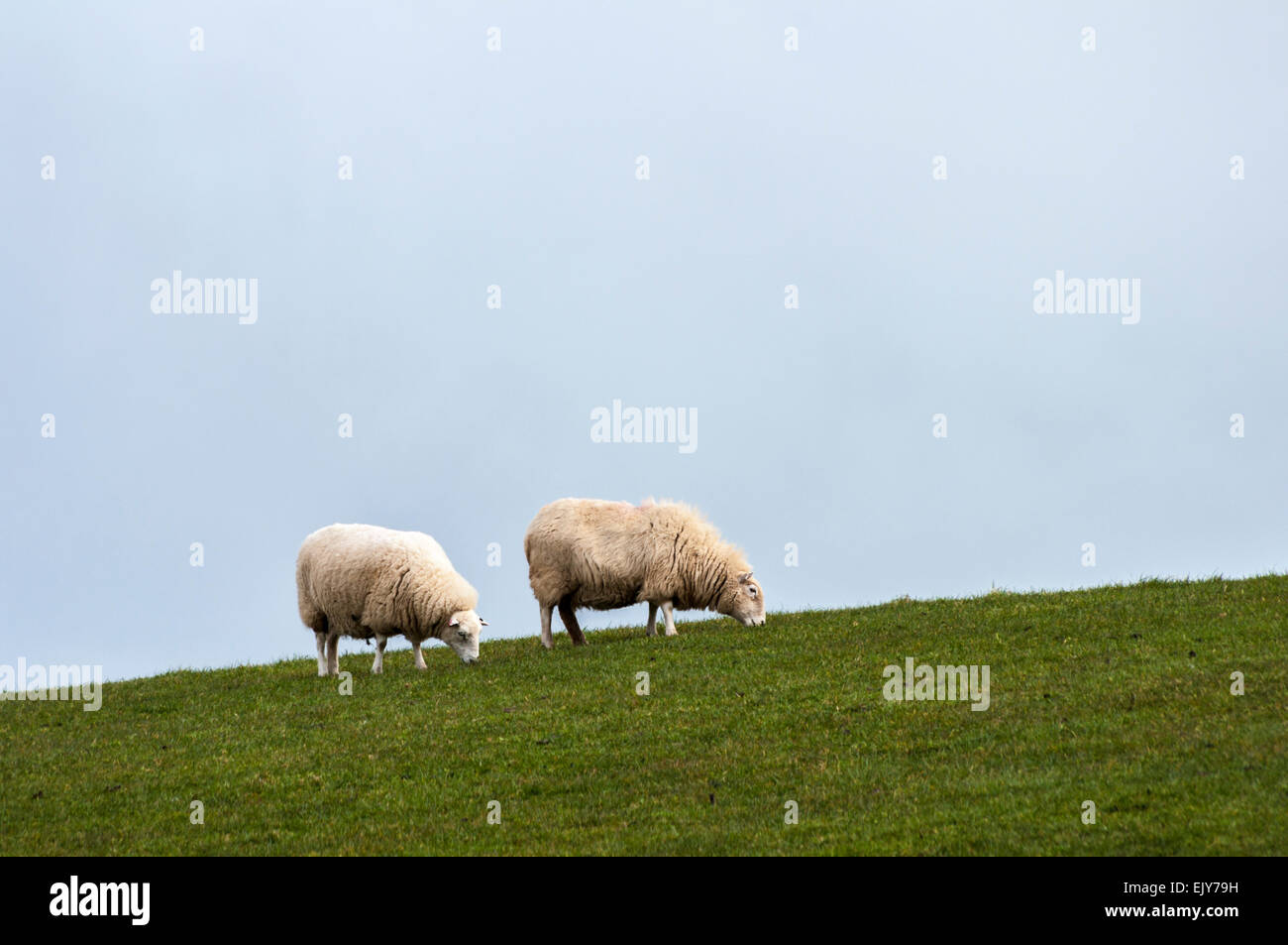 Two grazing sheep hi-res stock photography and images - Alamy