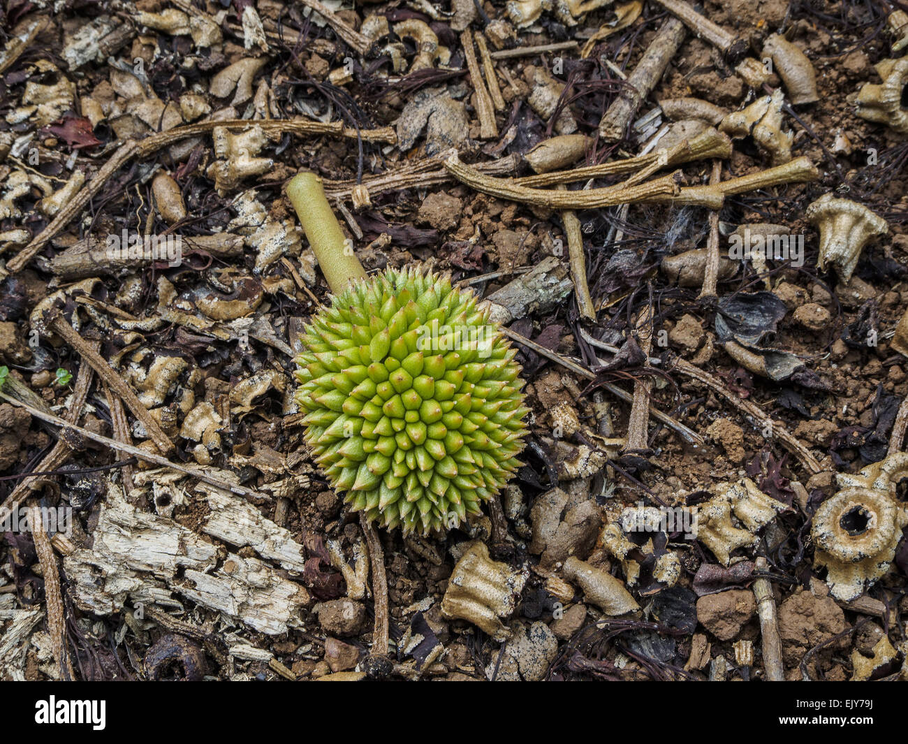 Durian Shape High Resolution Stock Photography and Images - Alamy