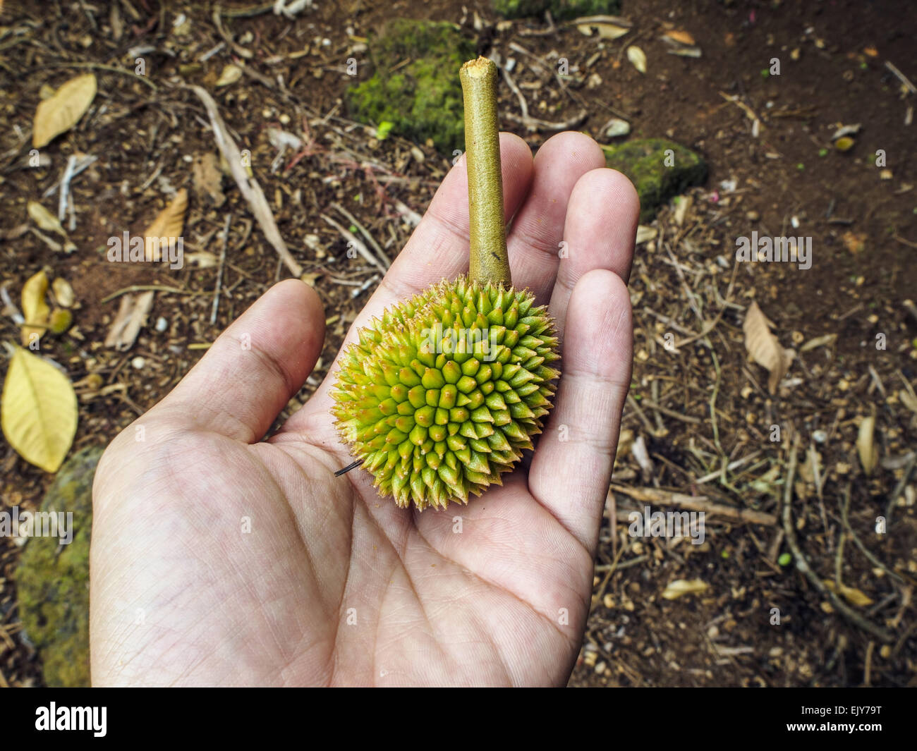 Small Durian on Hand Palm Stock Photo - Alamy
