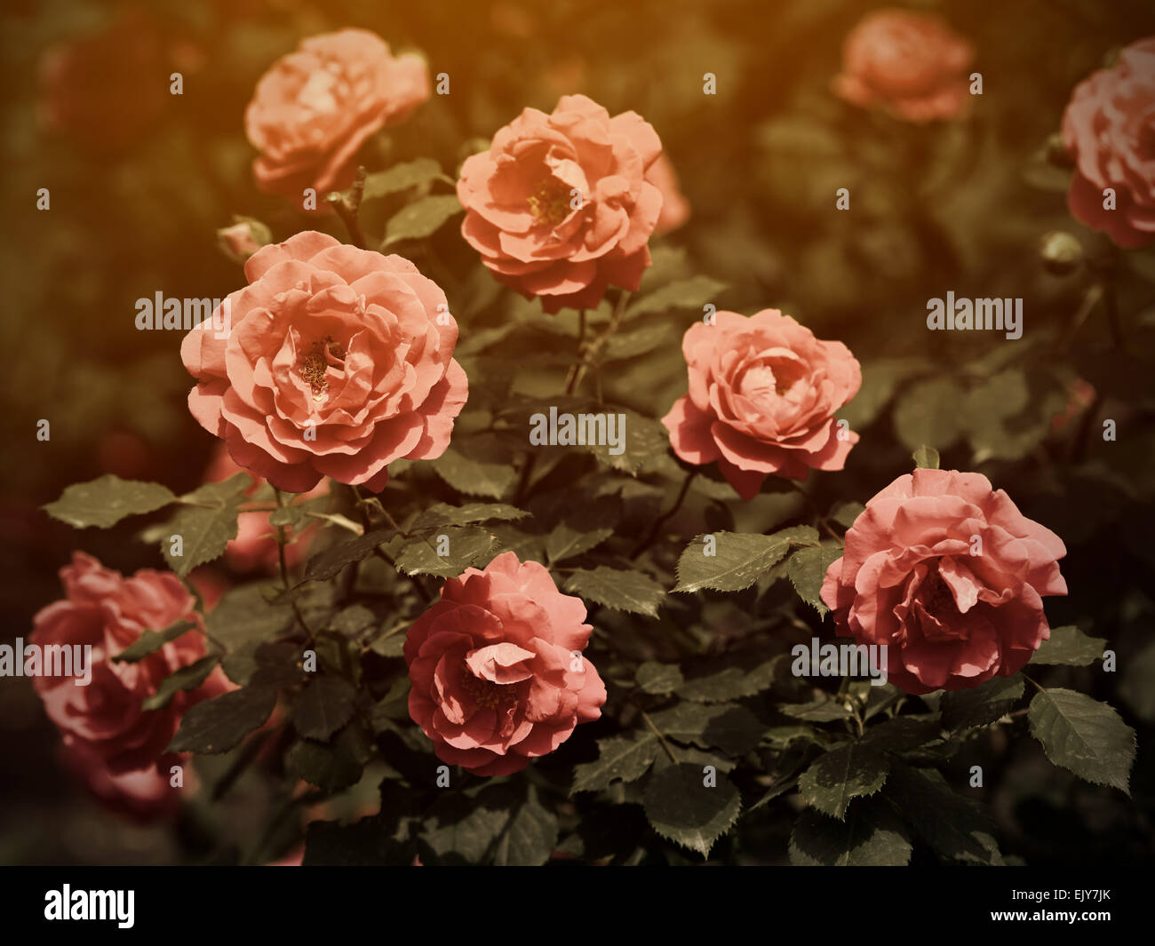 Rose bush in vintage style Stock Photo - Alamy