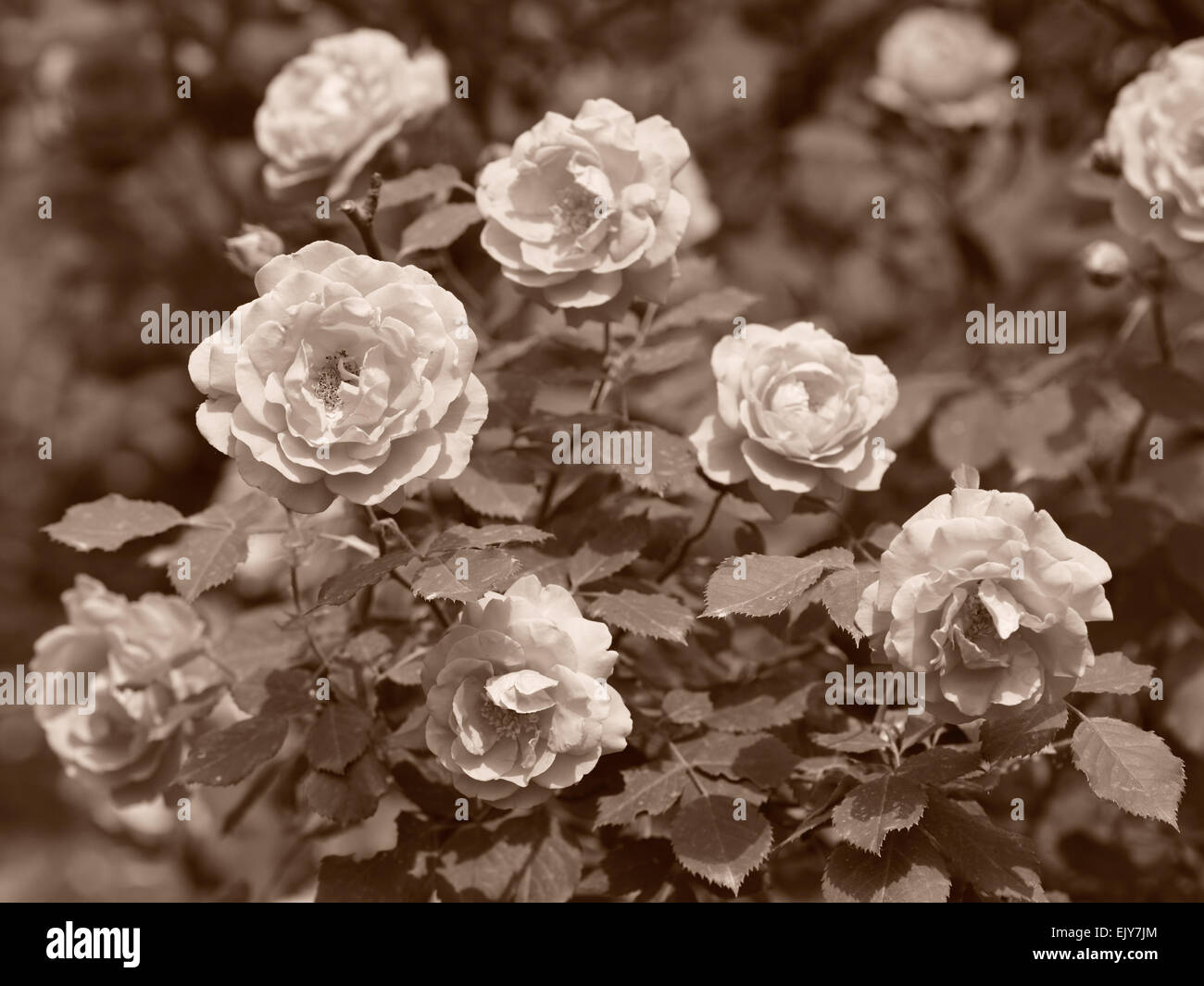 Vintage roses in garden Stock Photo - Alamy
